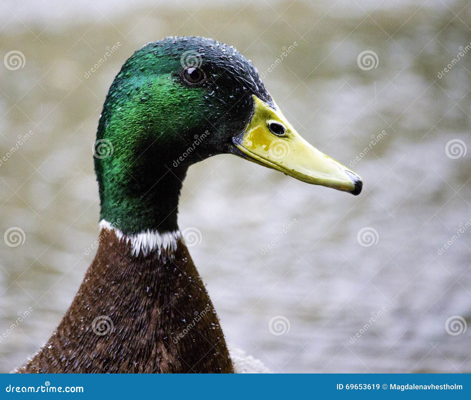 Duck in the rain stock image. Image of shin, beak, peak - 69653619