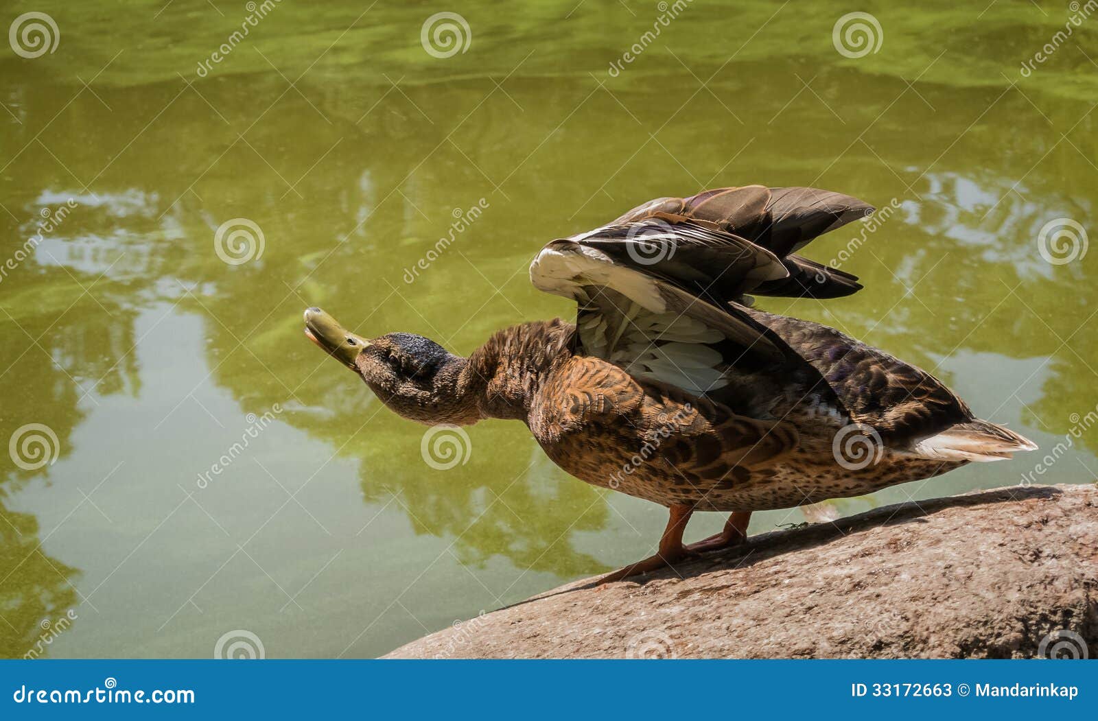 Duck stock image. Image of neck, raised, nature, stand - 33172663