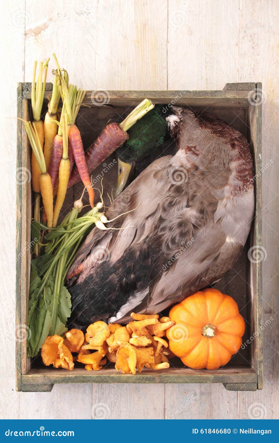Duck ready for plucking stock photo. Image of plucking - 61846680