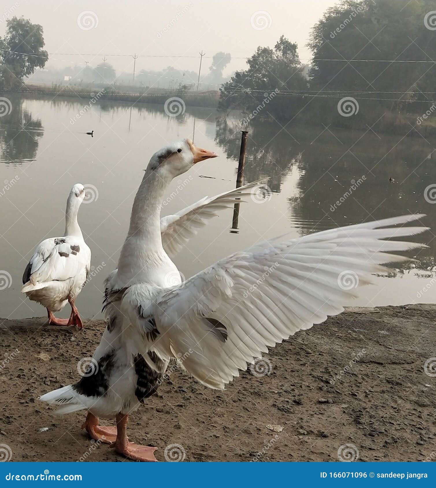 Duck Fly Stock Photos - Download 10,214 Royalty Free Photos