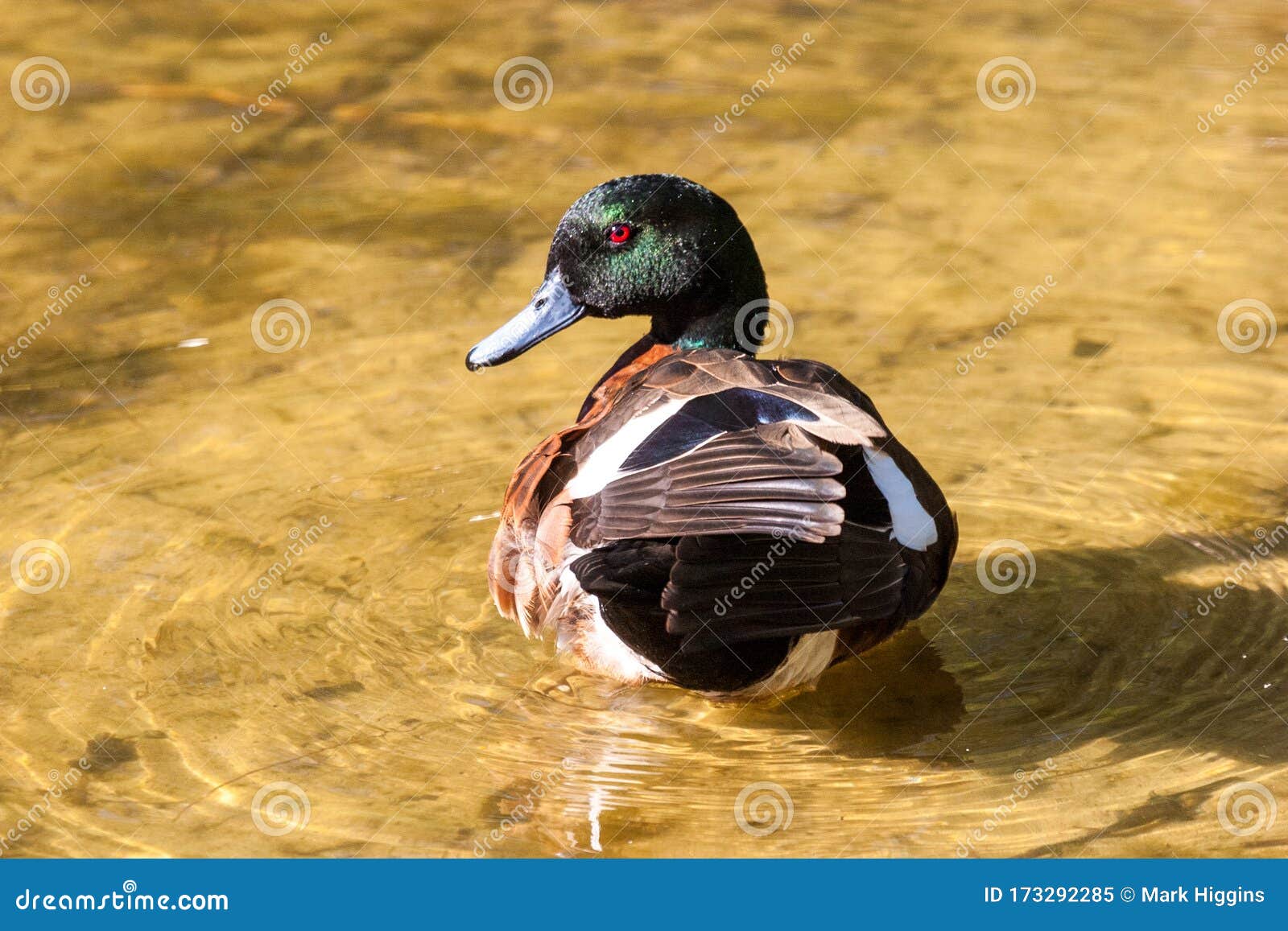 Duck looking back stock image. Image of ripple, fowl - 173292285