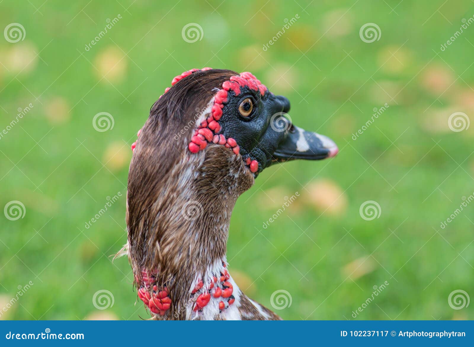 Duck with red face stock image. Image of humming, female - 102237117