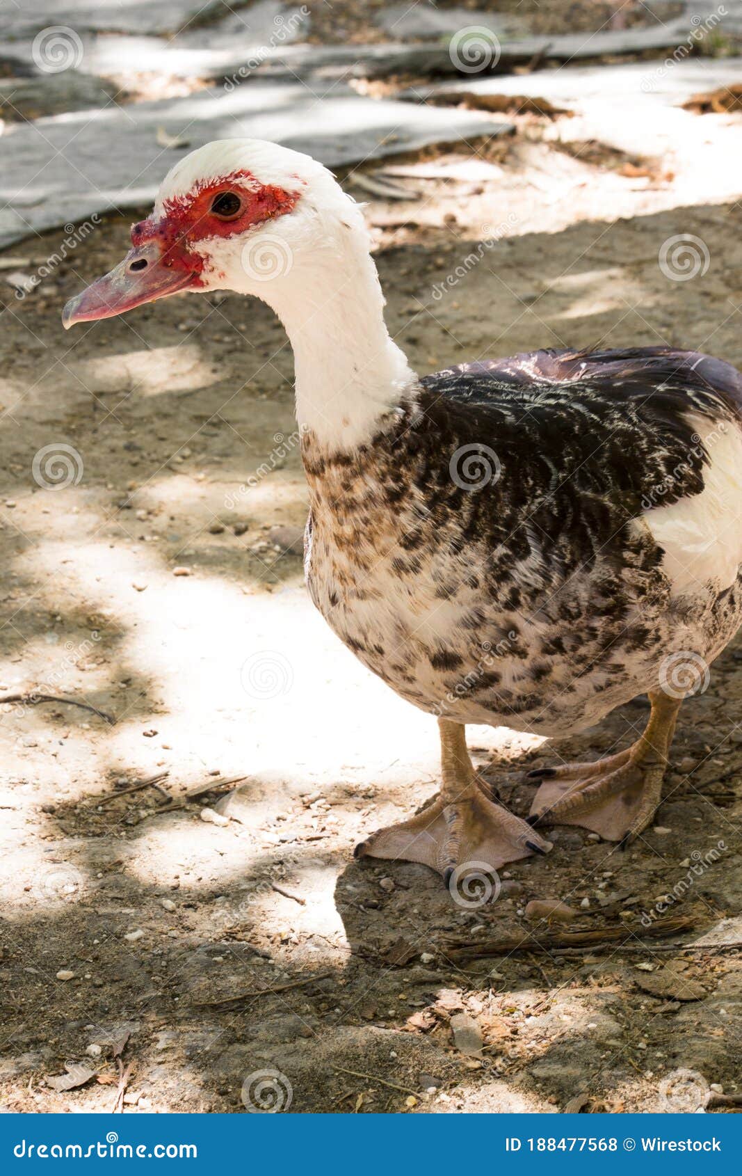 Duck with Red Feathers Around the Eyes Standing on the Ground Stock ...