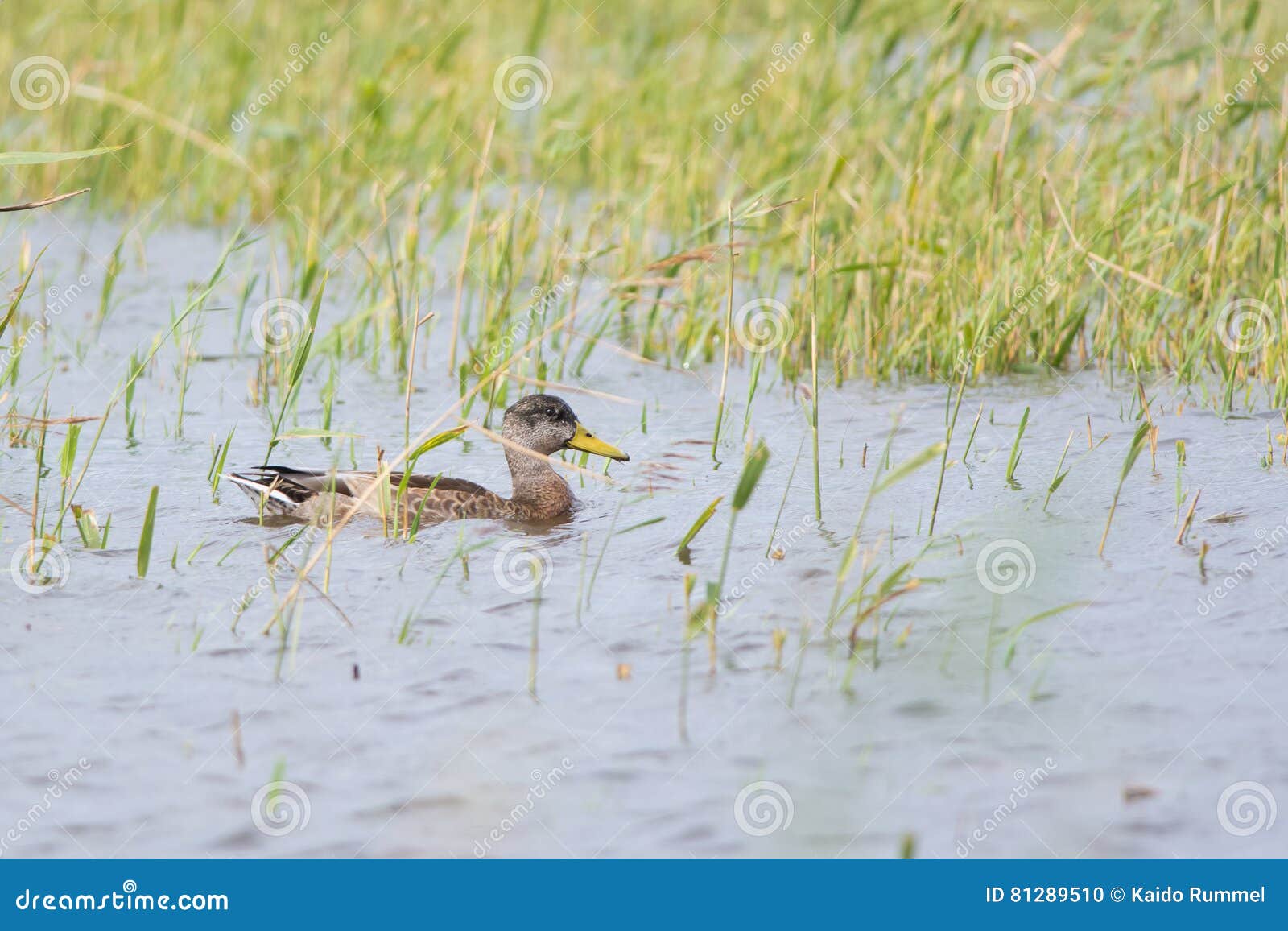 Duck in reed bed stock photo. Image of common, waterbird - 81289510