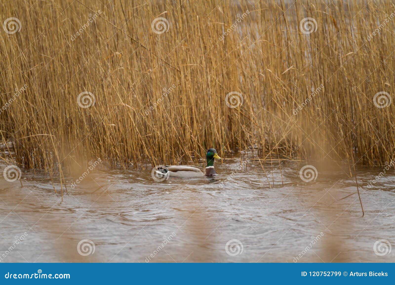 Duck Among The Reeds Stock Photo | CartoonDealer.com #15424704