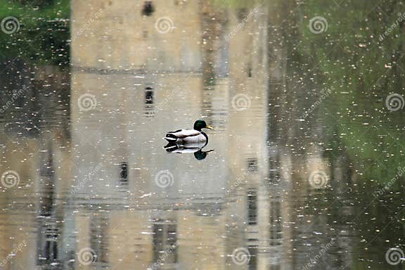 Duck and Reflection stock image. Image of ripples, countryside - 347791835