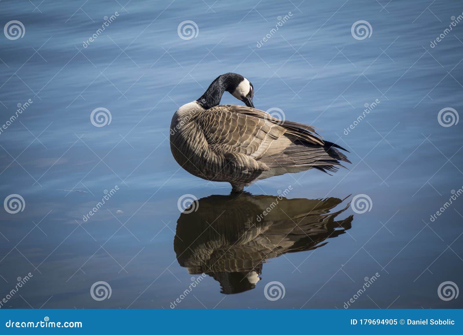 Duck Reflection in the Lake Stock Image - Image of bird, brown: 179694905