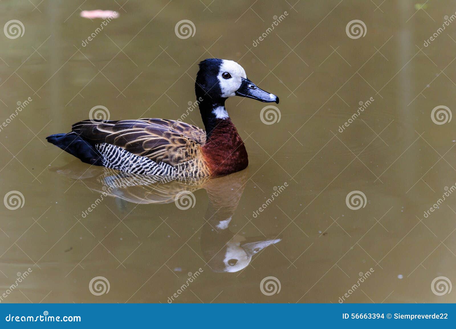 Duck stock photo. Image of africa, fauna, reflection - 56663394
