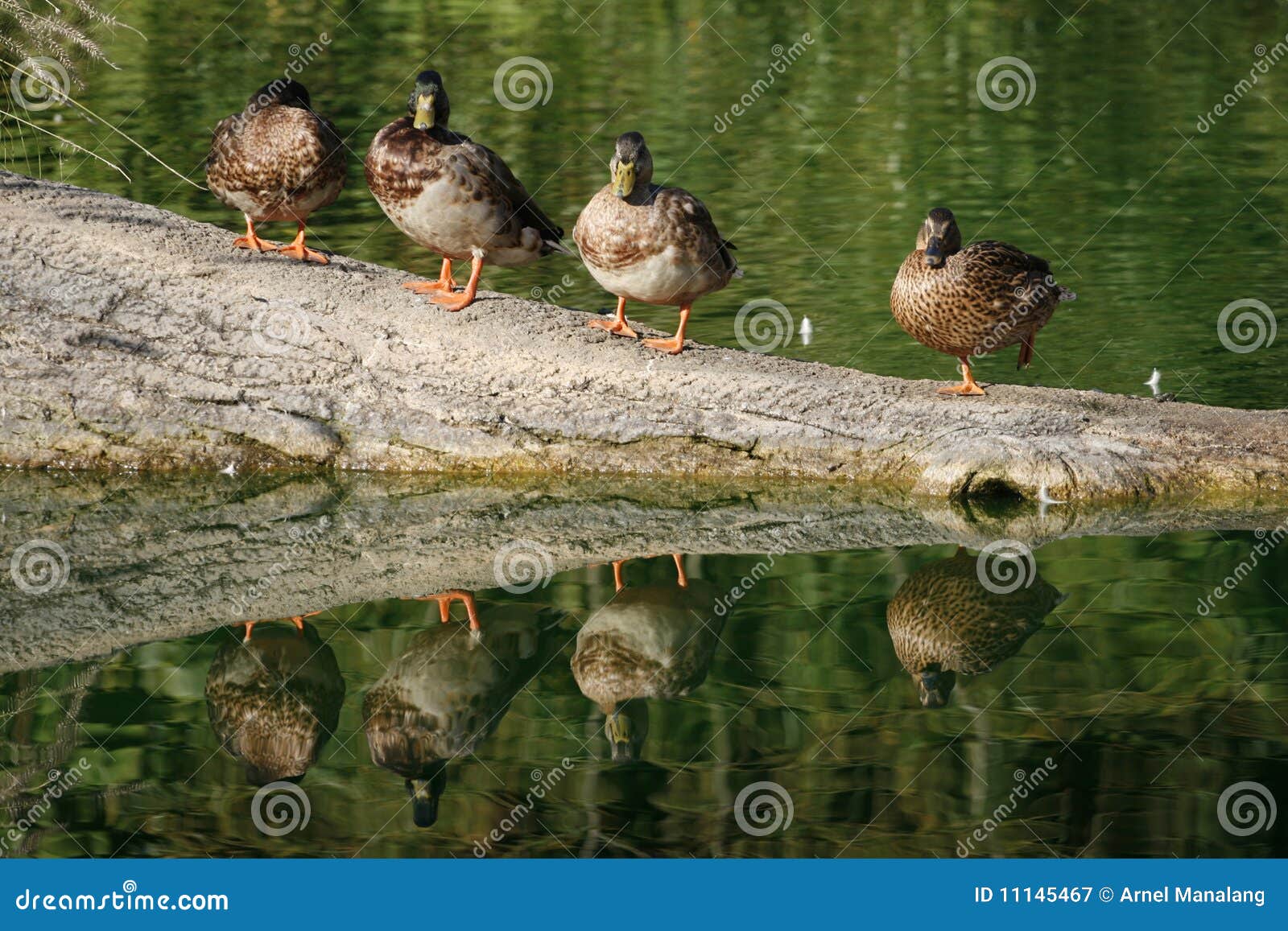 Duck Reflections stock image. Image of reflection, wildlife - 11145467