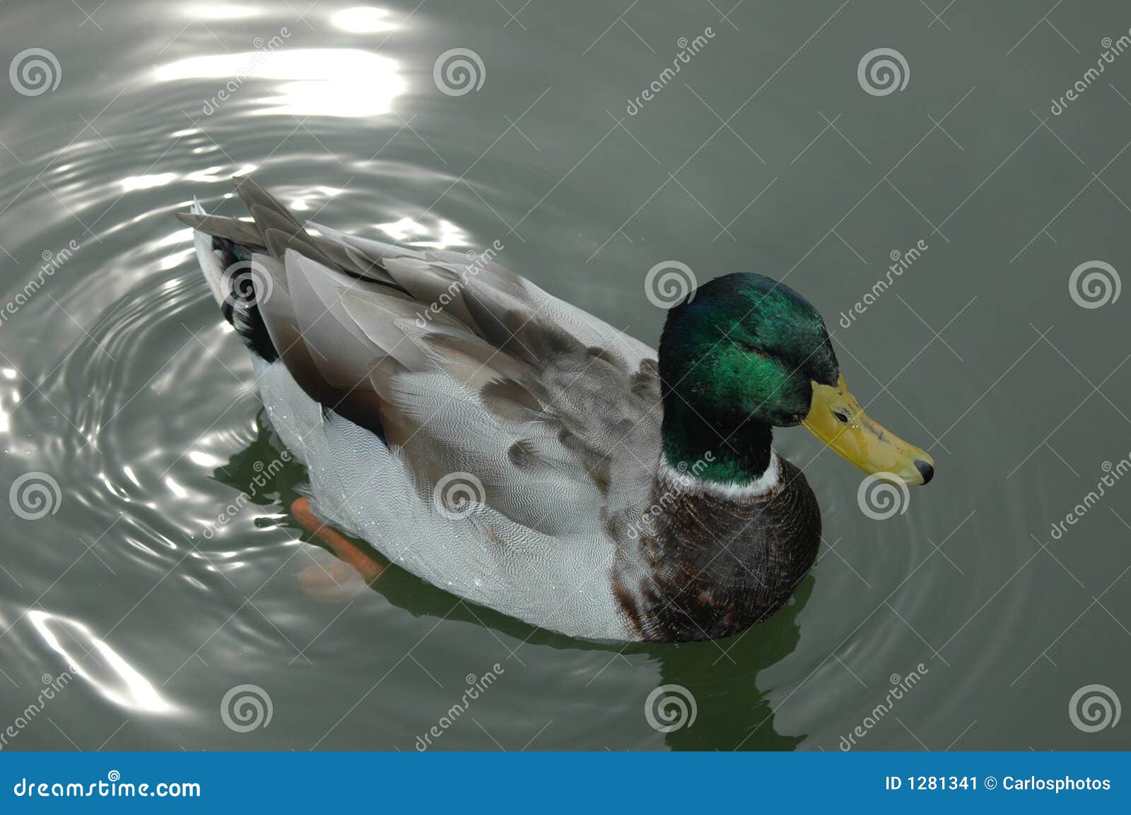 Duck and Reflections stock image. Image of paddling, pond - 1281341