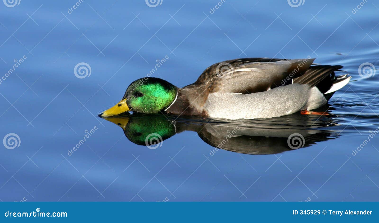 Duck reflections stock image. Image of fowl, green, drake - 345929