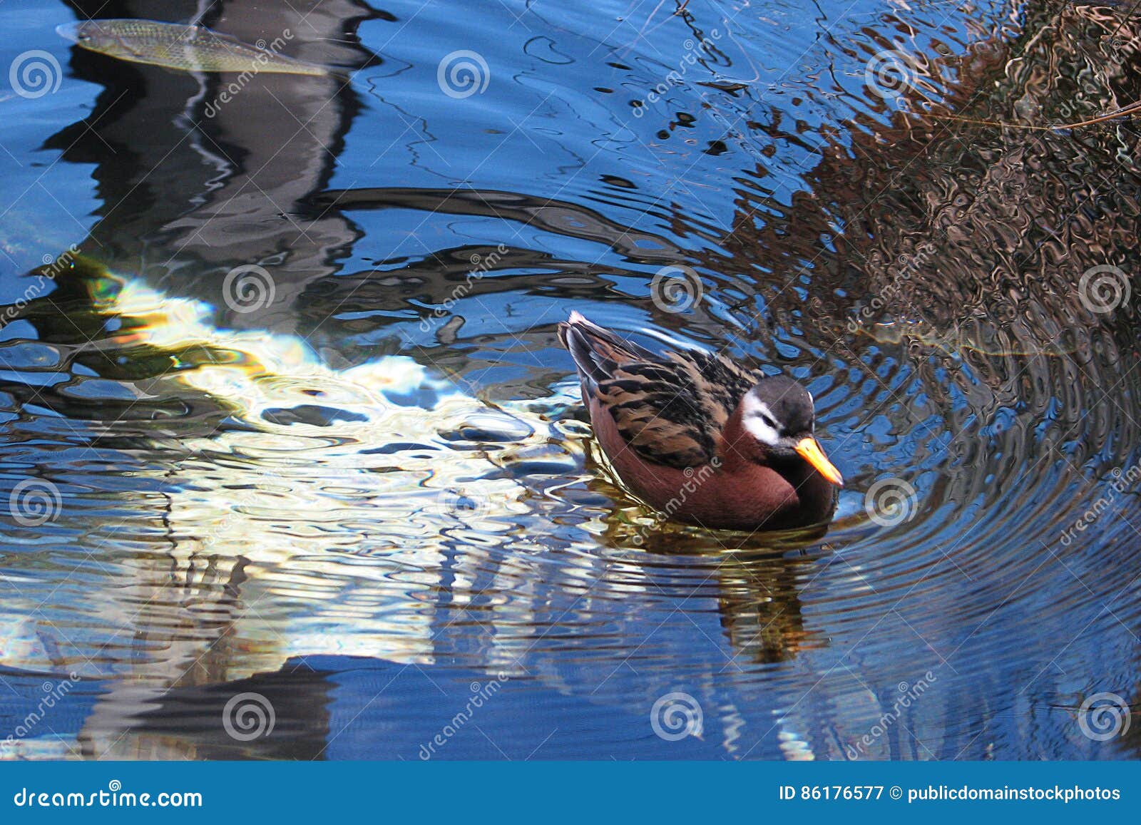 Duck With Reflections Picture. Image: 86176577