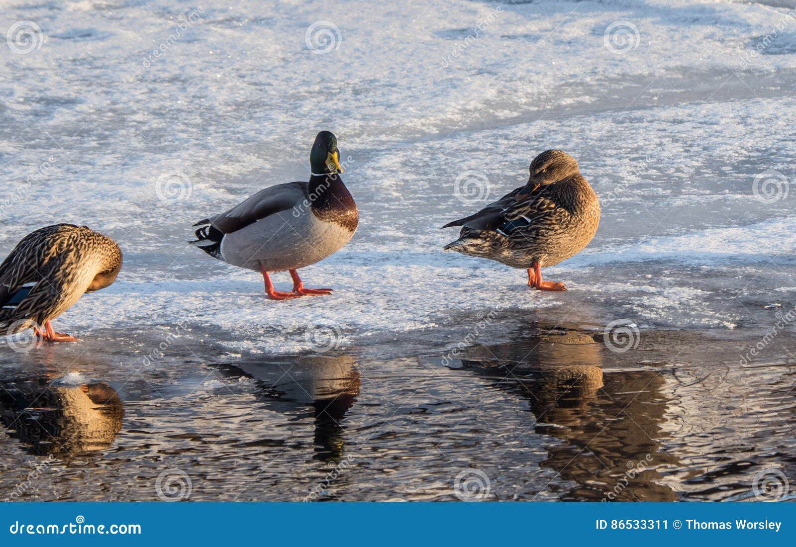 Duck reflections stock image. Image of bird, wildlife - 86533311