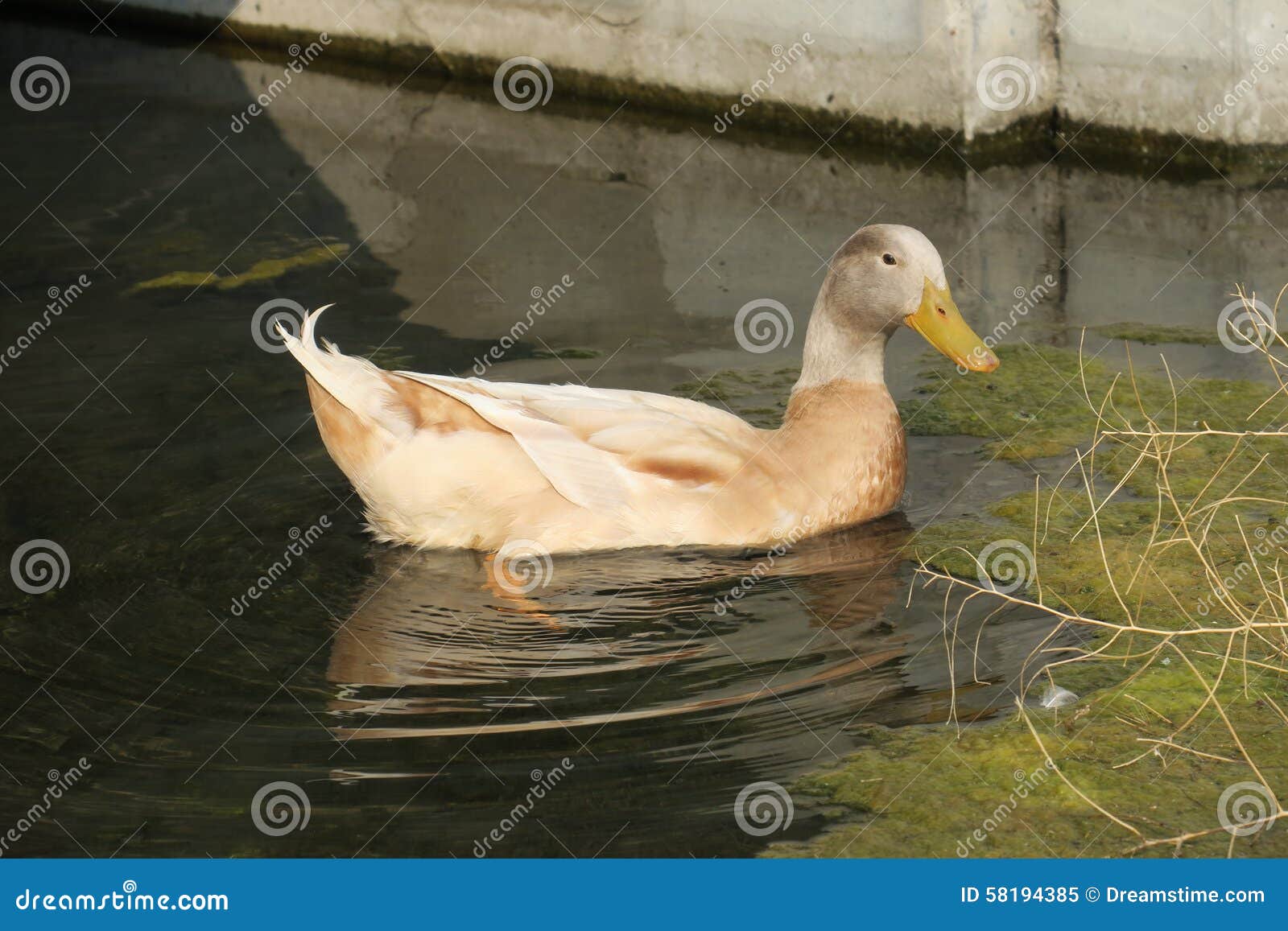 Duck relaxing stock image. Image of floating, canal, swimming - 58194385
