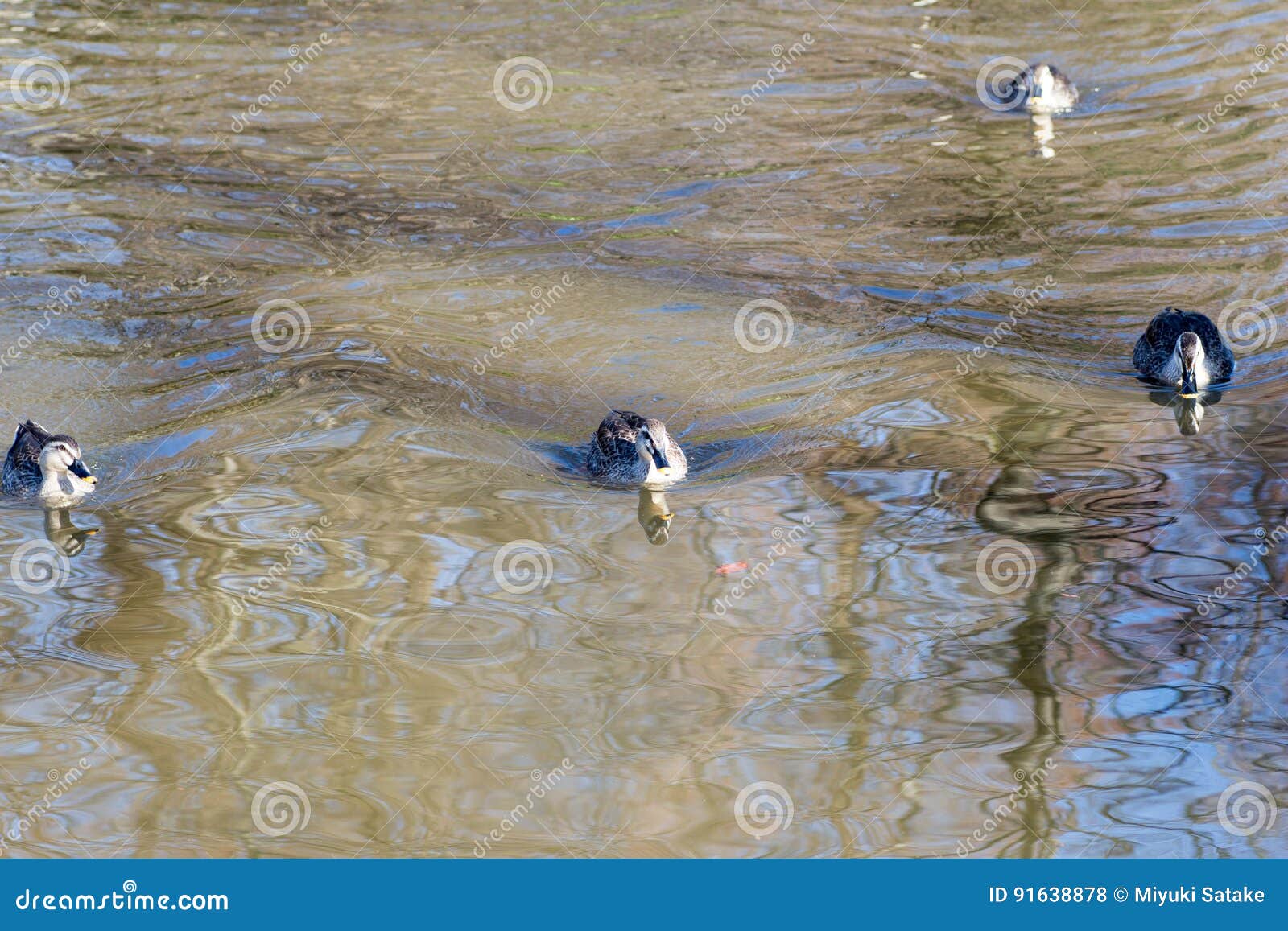 Duck relaxing on the pond stock photo. Image of pond - 91638878
