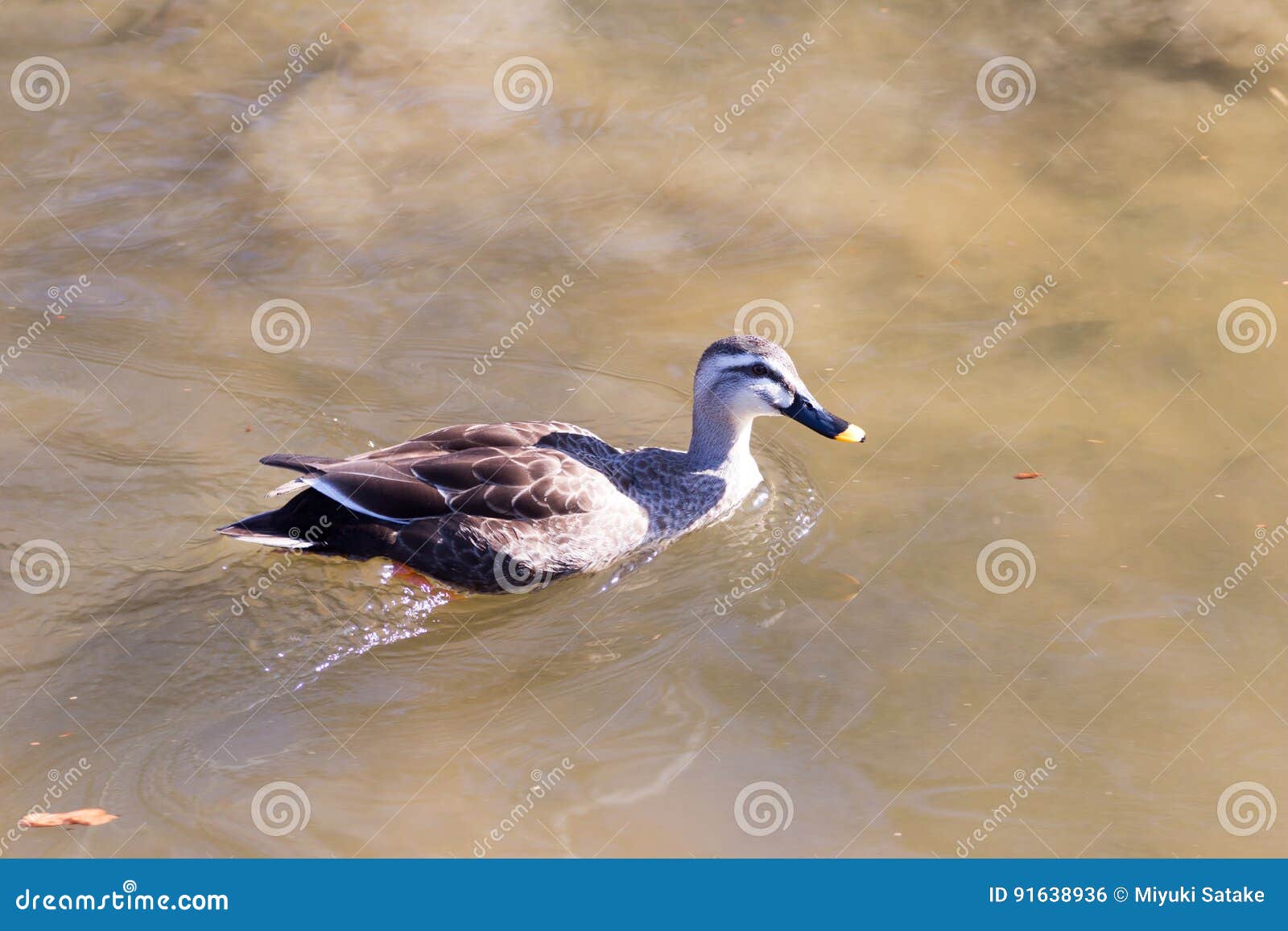 Duck relaxing on the pond stock photo. Image of wings - 91638936