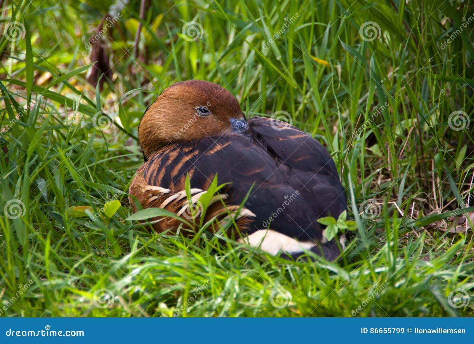 Duck Relaxing On Oyster Reef Living Shoreline Royalty-Free Stock ...