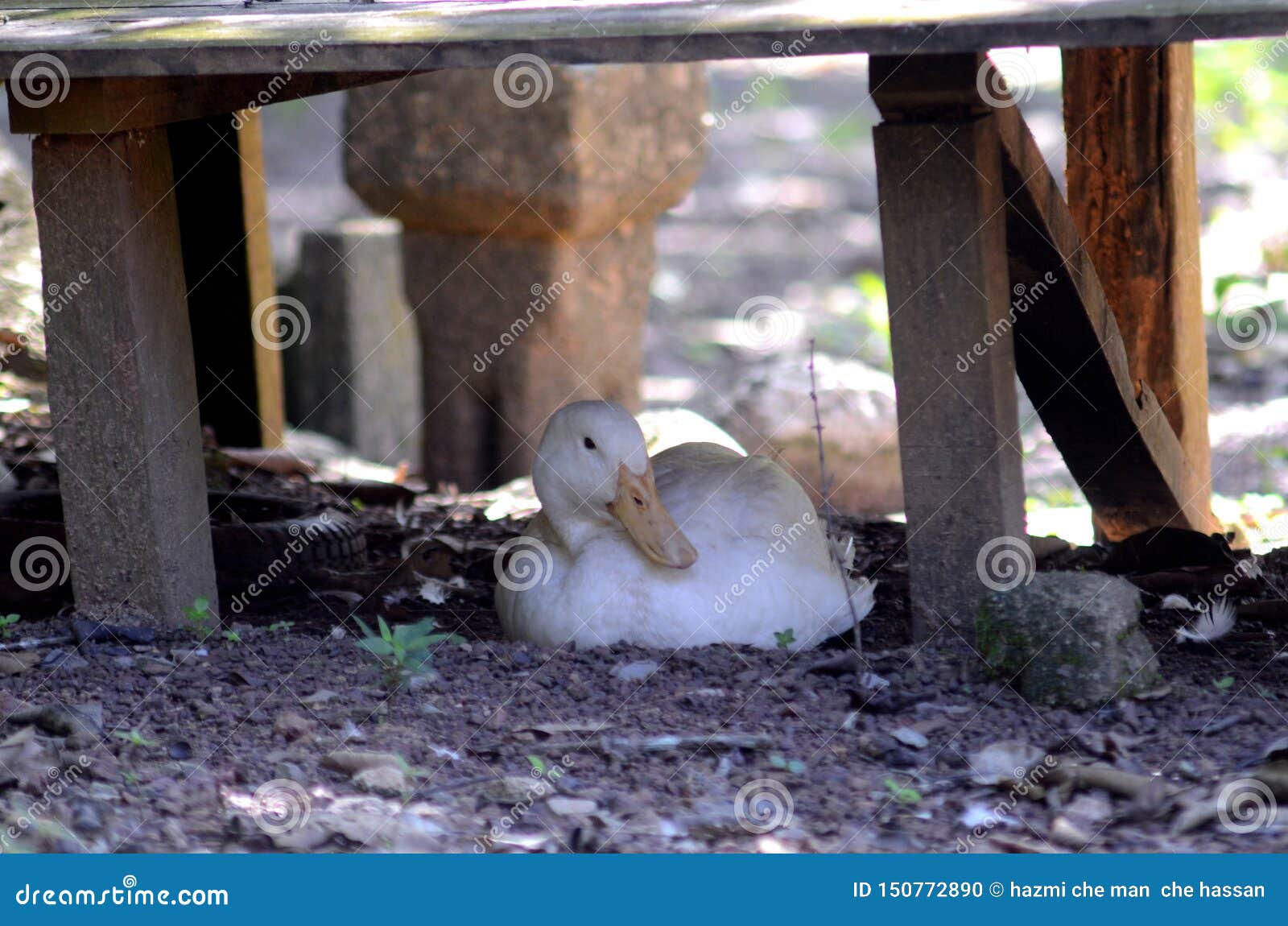 A duck rest at a cop stock photo. Image of white, animal - 150772890