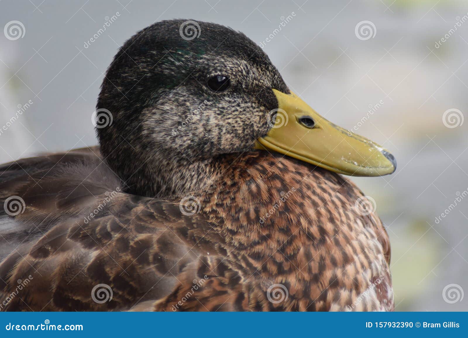 Duck rest in peace stock photo. Image of peace, rest - 157932390