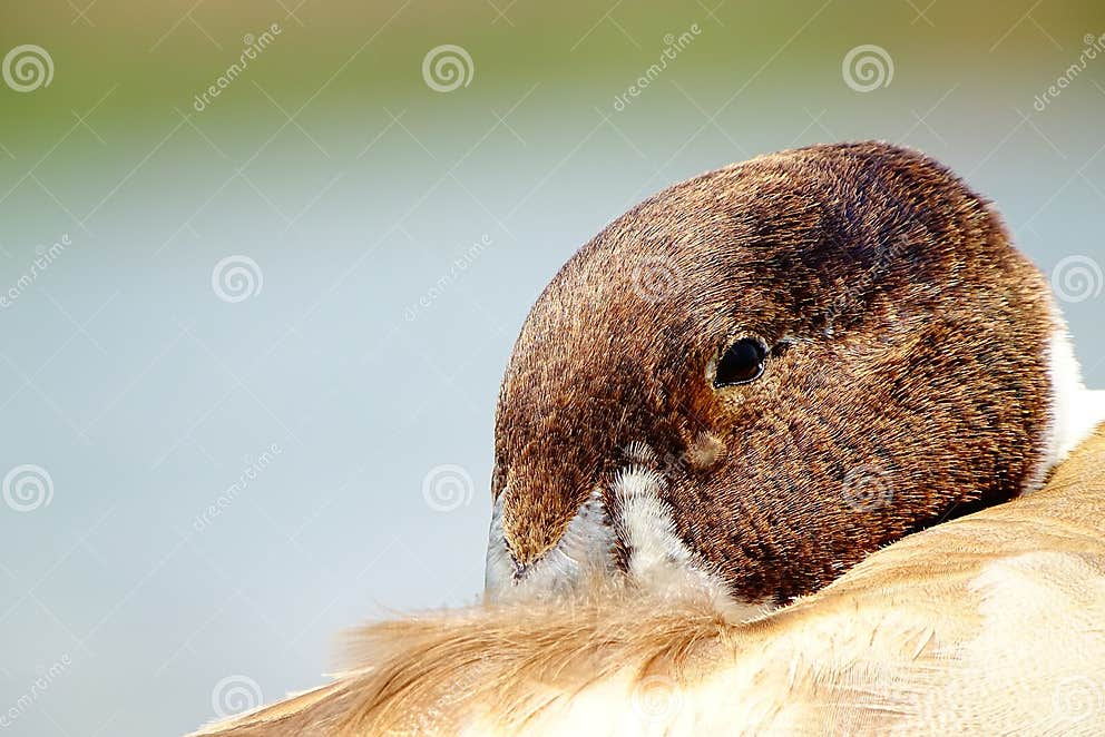 Duck stock photo. Image of eyes, color, texture, animal - 94745352