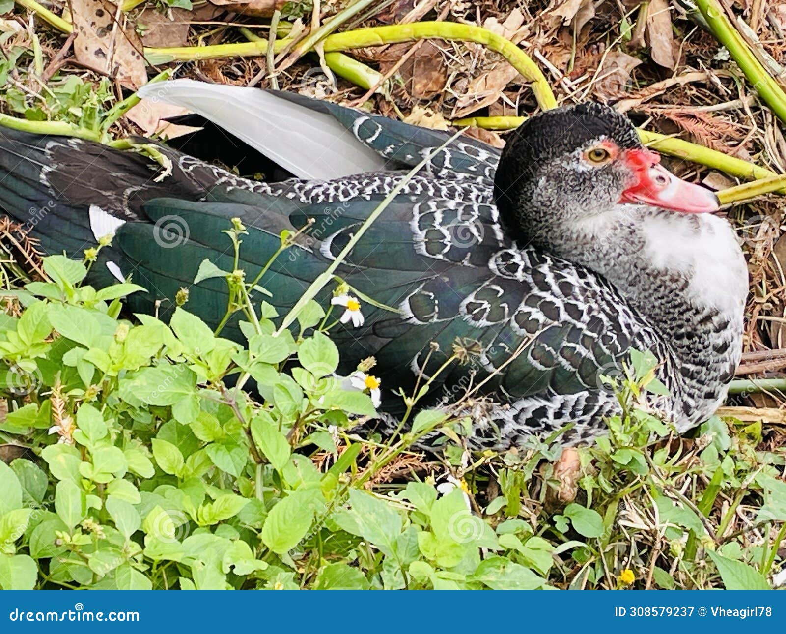 A Duck Resting beside the Small Bush of Grass Stock Image - Image of ...