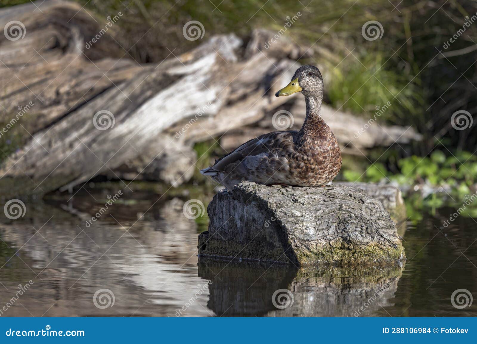 Duck Resting in the Sunshine on a Log Stock Photo - Image of beak ...