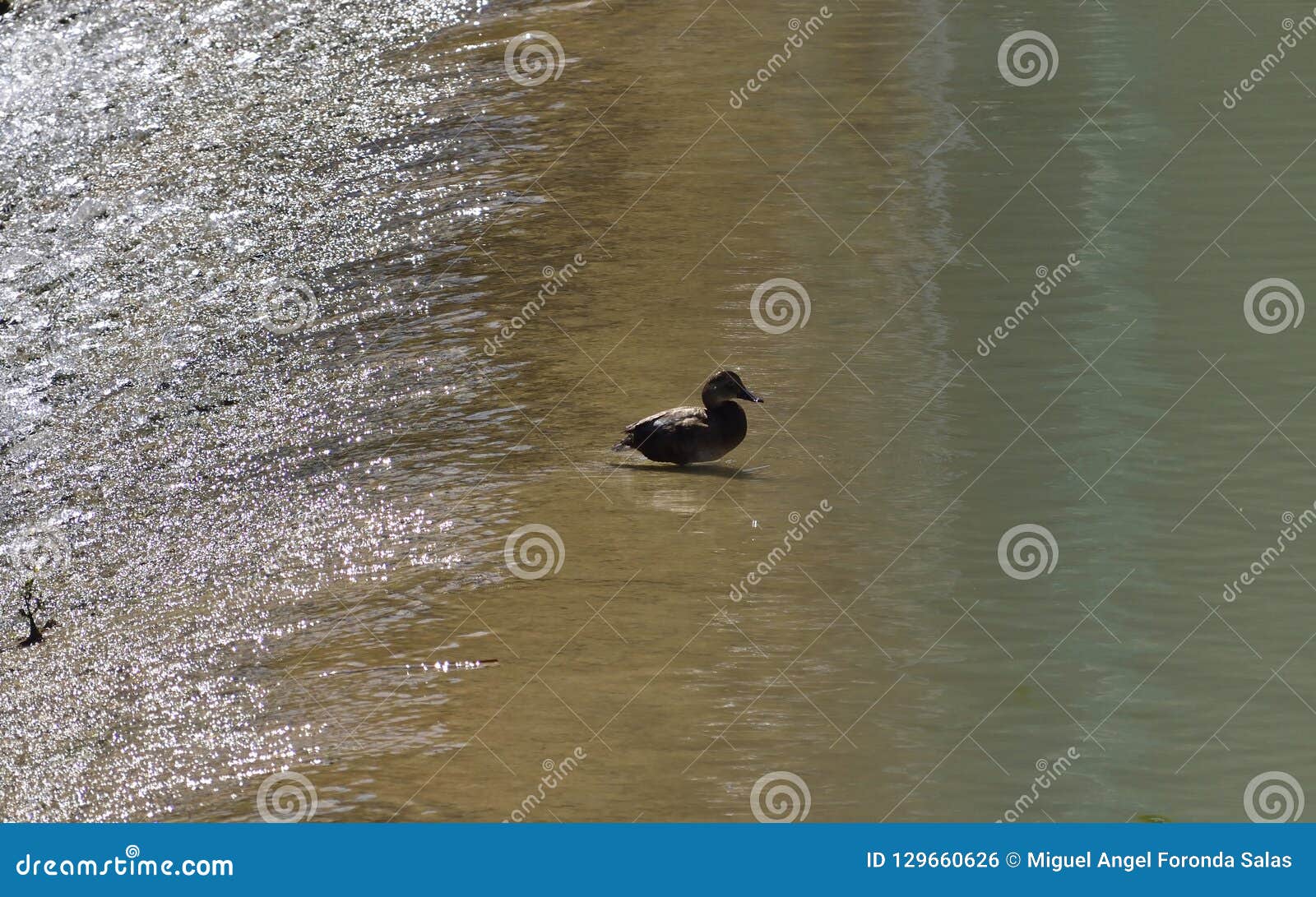 Duck Resting on a Waterfall Warming in the Sun Stock Photo - Image of ...
