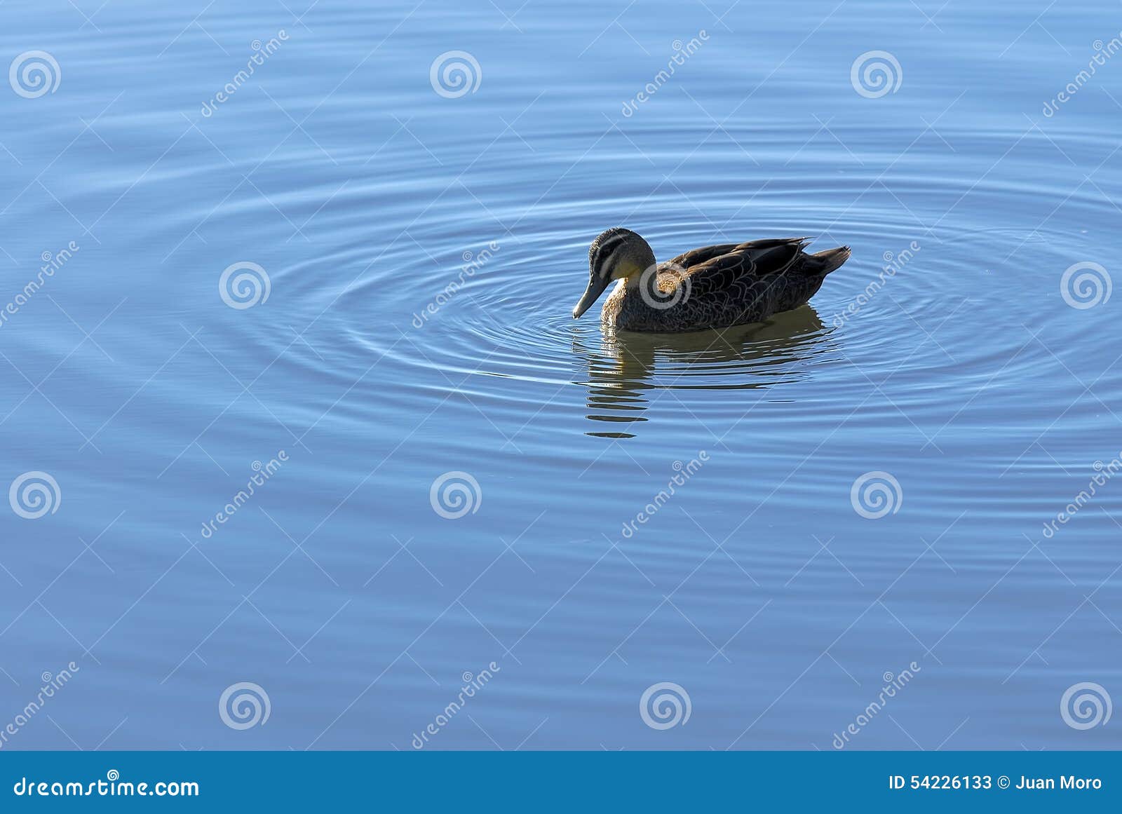 Duck and ripples in pond stock image. Image of ripples - 54226133