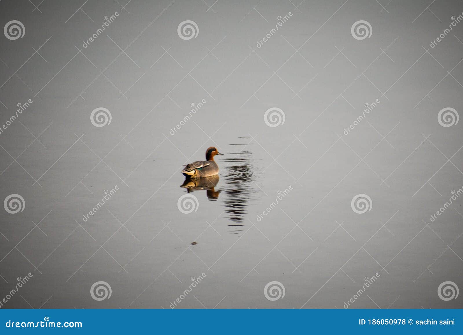 A Duck in a River and Her Reflection on Water Stock Photo - Image of ...