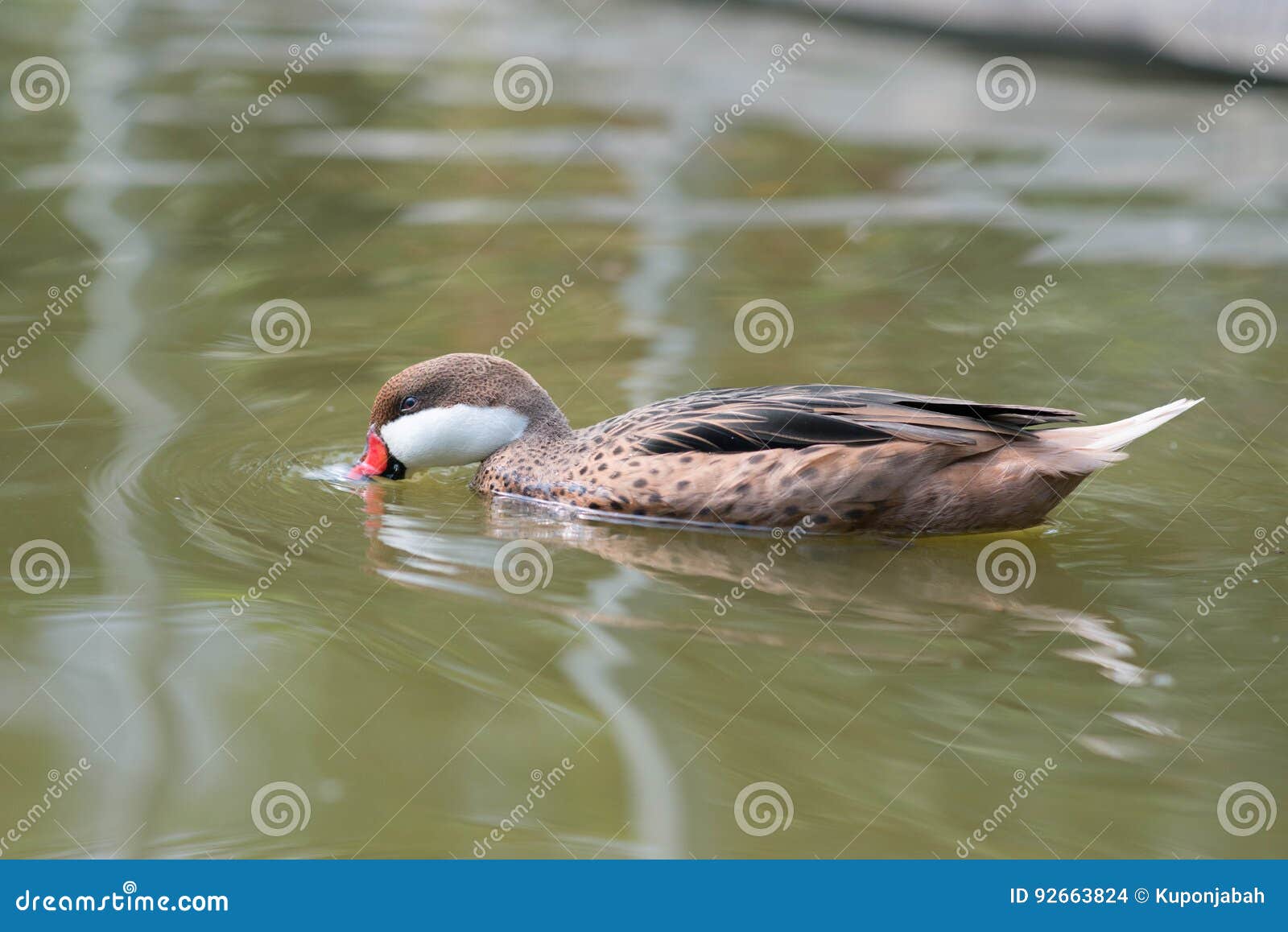 Duck in river stock photo. Image of duck, nature, water - 92663824
