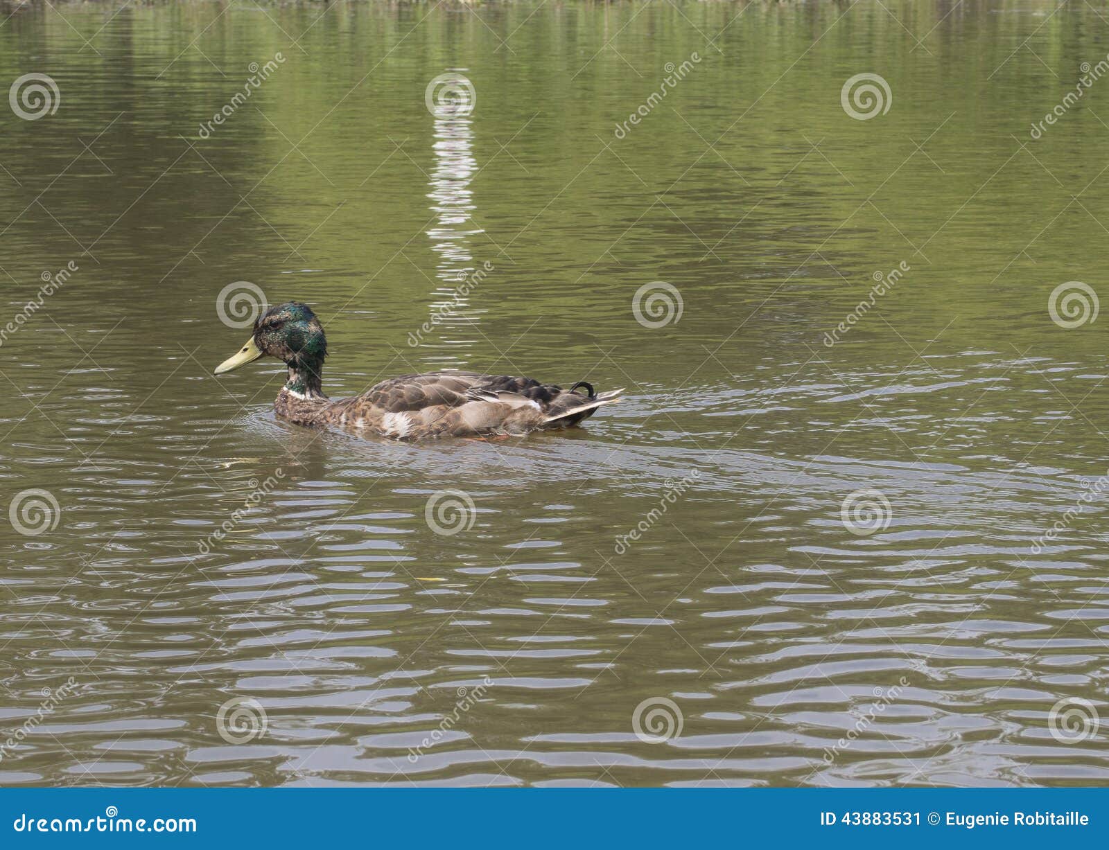 Duck in river at park stock image. Image of water, parc - 43883531