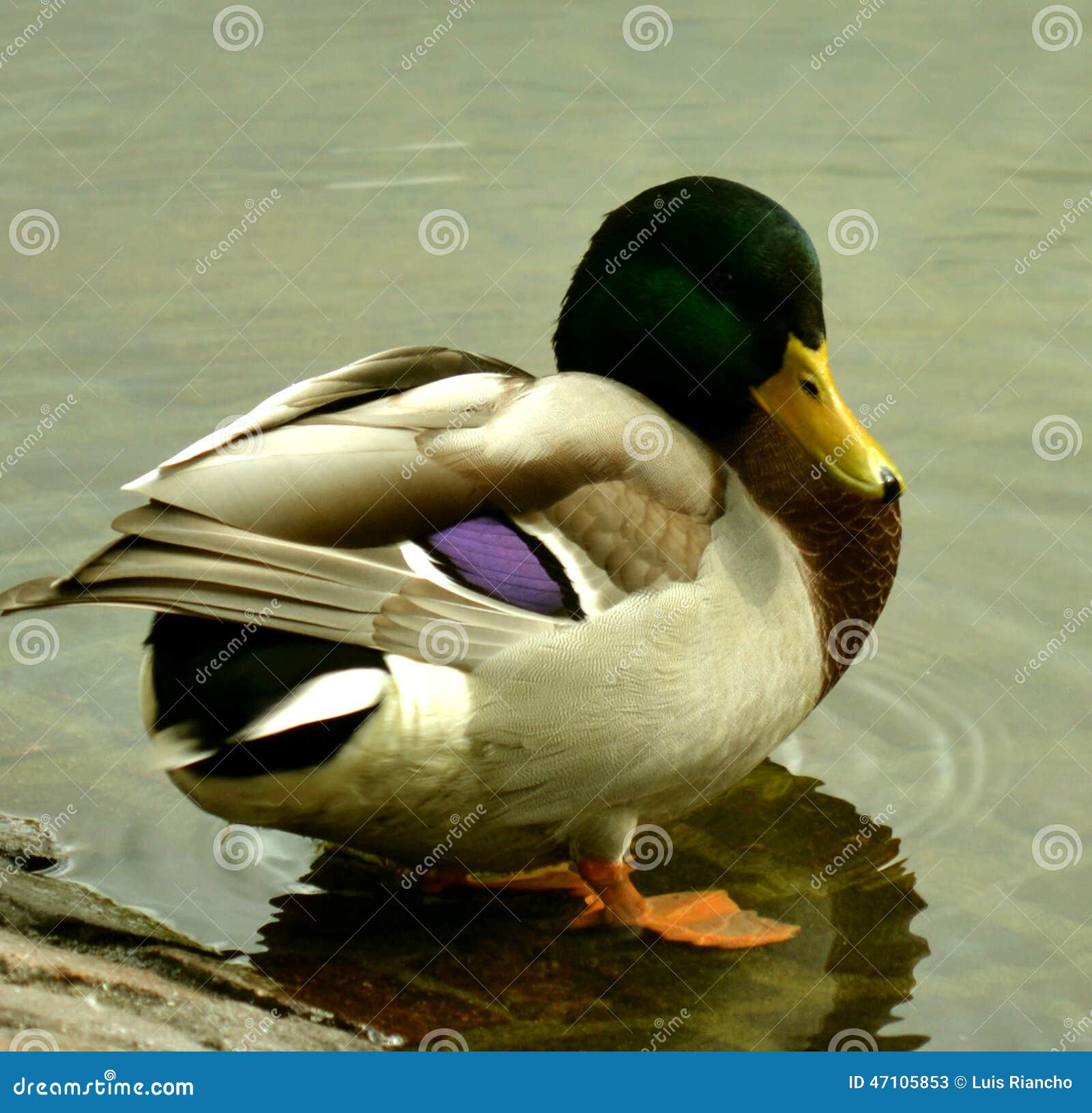 Duck stock image. Image of animals, travel, duck, germany - 47105853