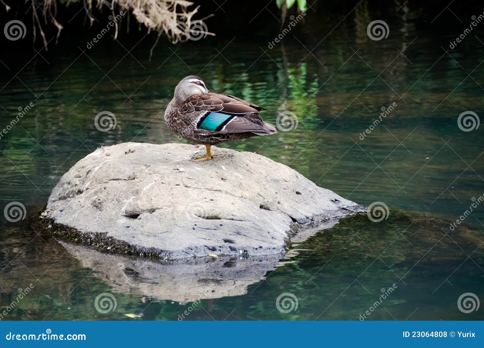 Duck on the Rock stock photo. Image of trunk, creek, waterfalls - 23064808