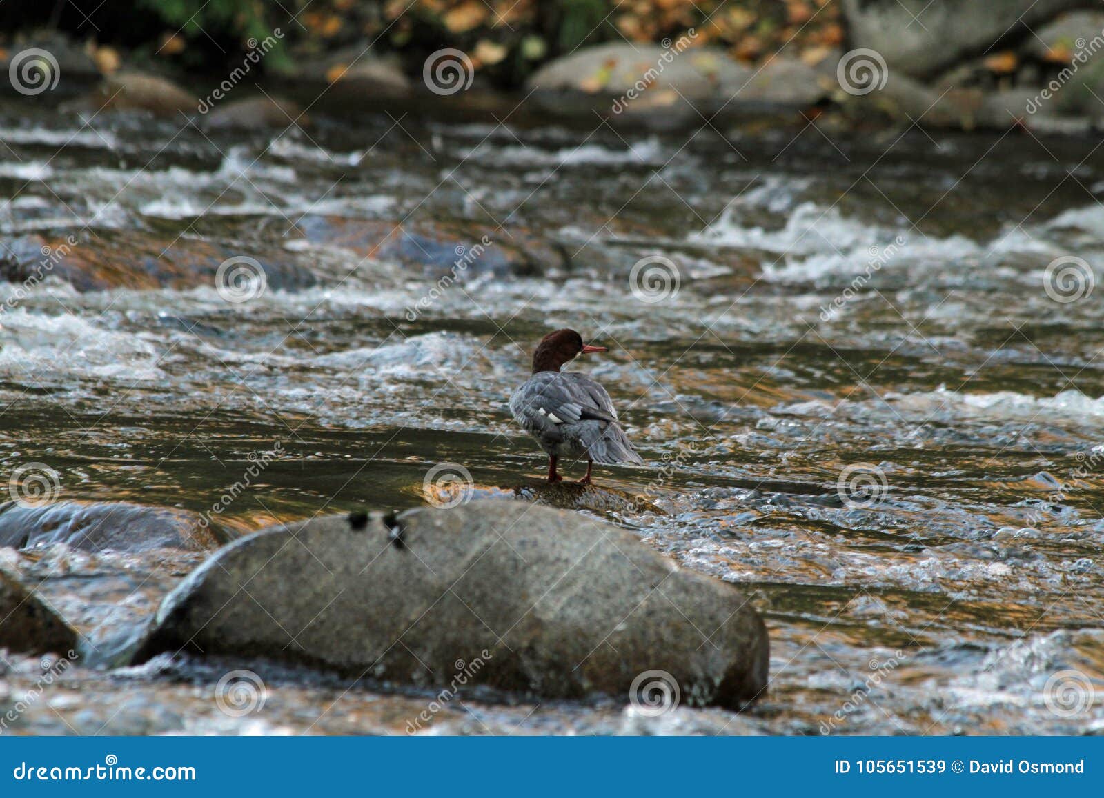 Duck on a rock stock image. Image of common, view, merganser - 105651539