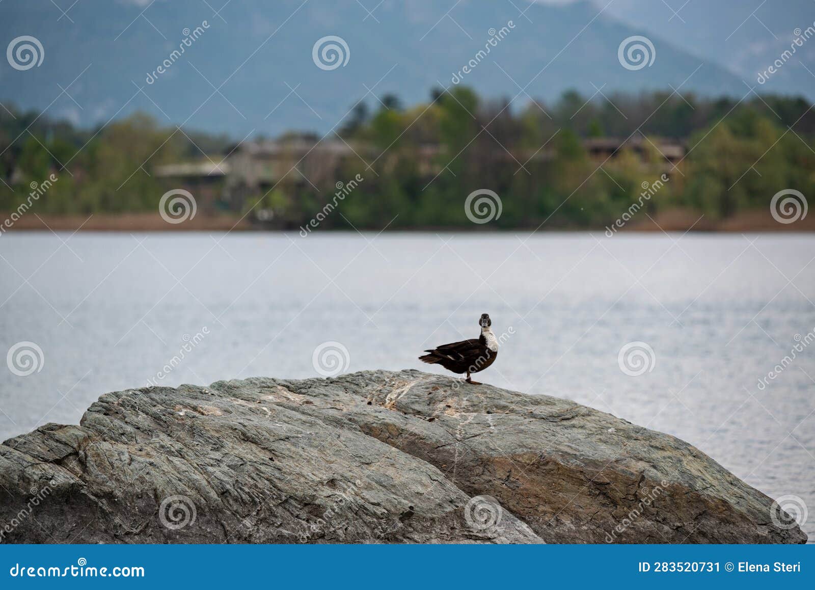 Duck on a rock stock image. Image of beak, ocean, chilling - 283520731