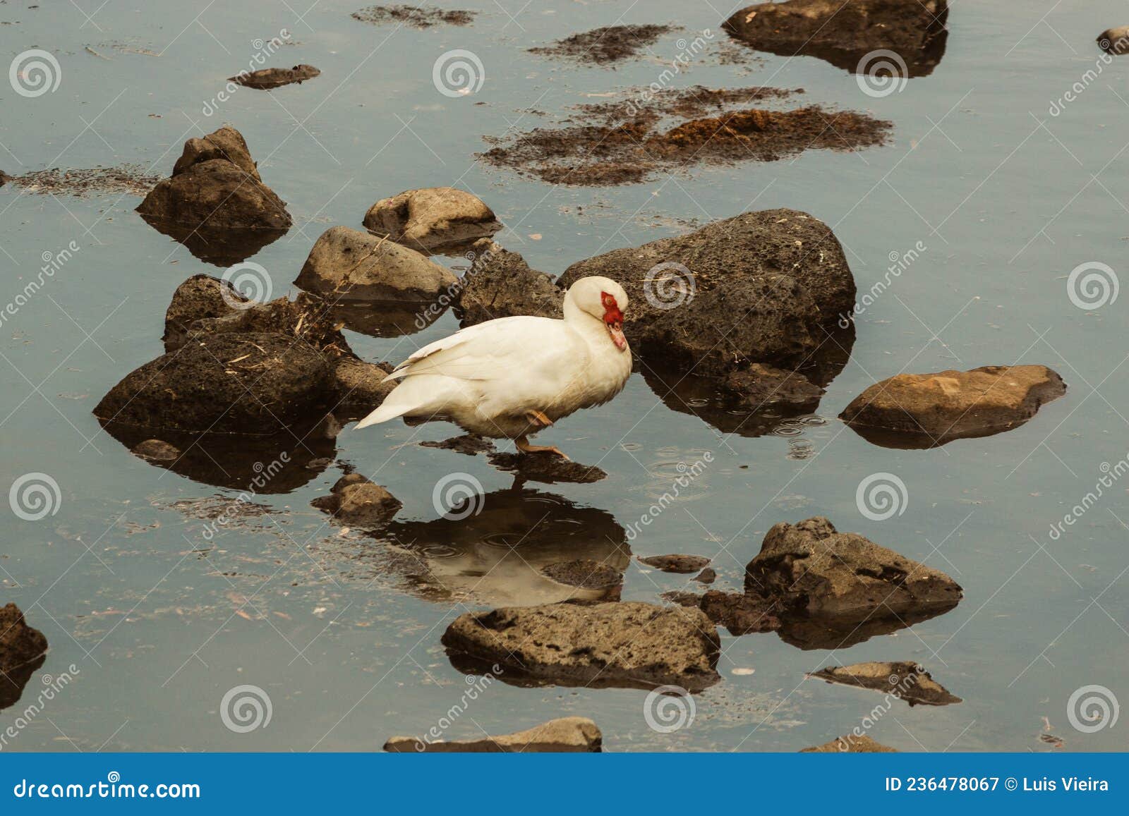 A duck on a rock stock image. Image of lake, beautiful - 236478067