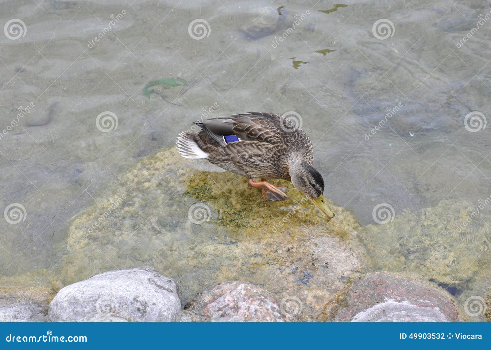 Duck on the rock stock photo. Image of life, flying, feather - 49903532