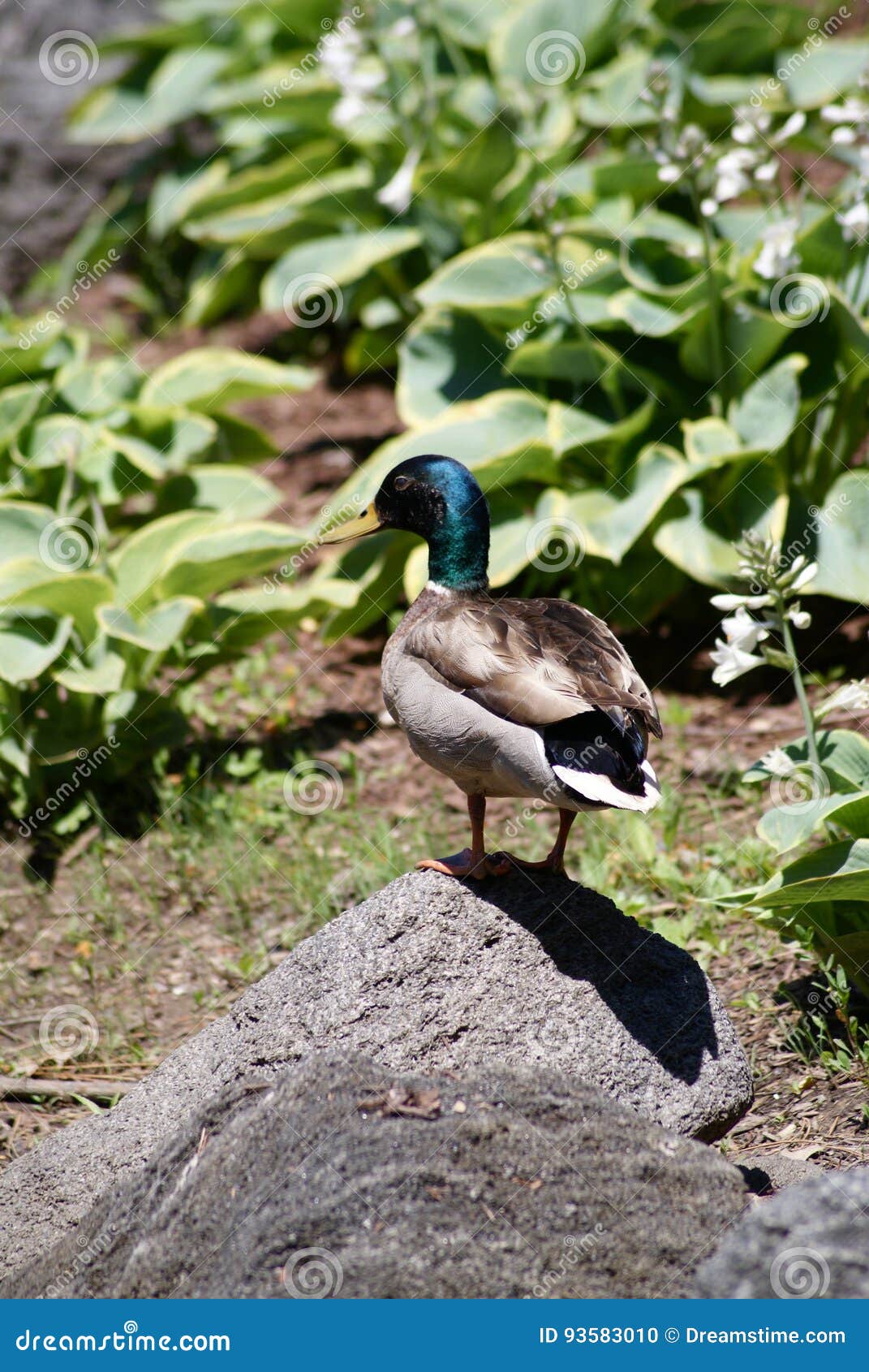 Duck on the Rock stock photo. Image of mallard, shoreline - 93583010