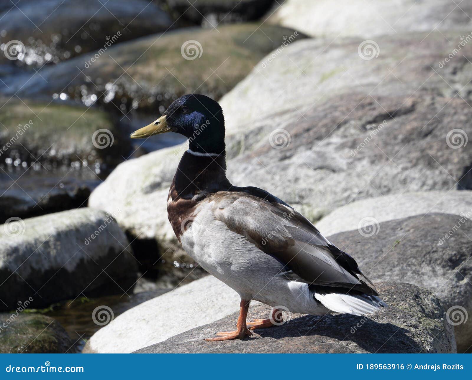 Duck on the rocks stock photo. Image of animals, ornithology - 189563916