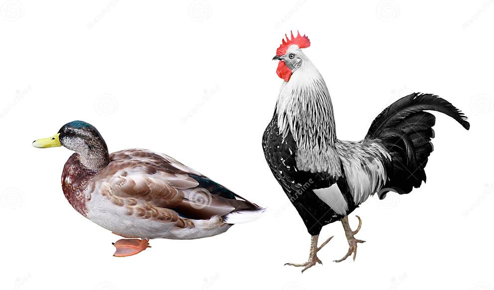 Duck and Rooster stock image. Image of majestic, isolated - 11230029