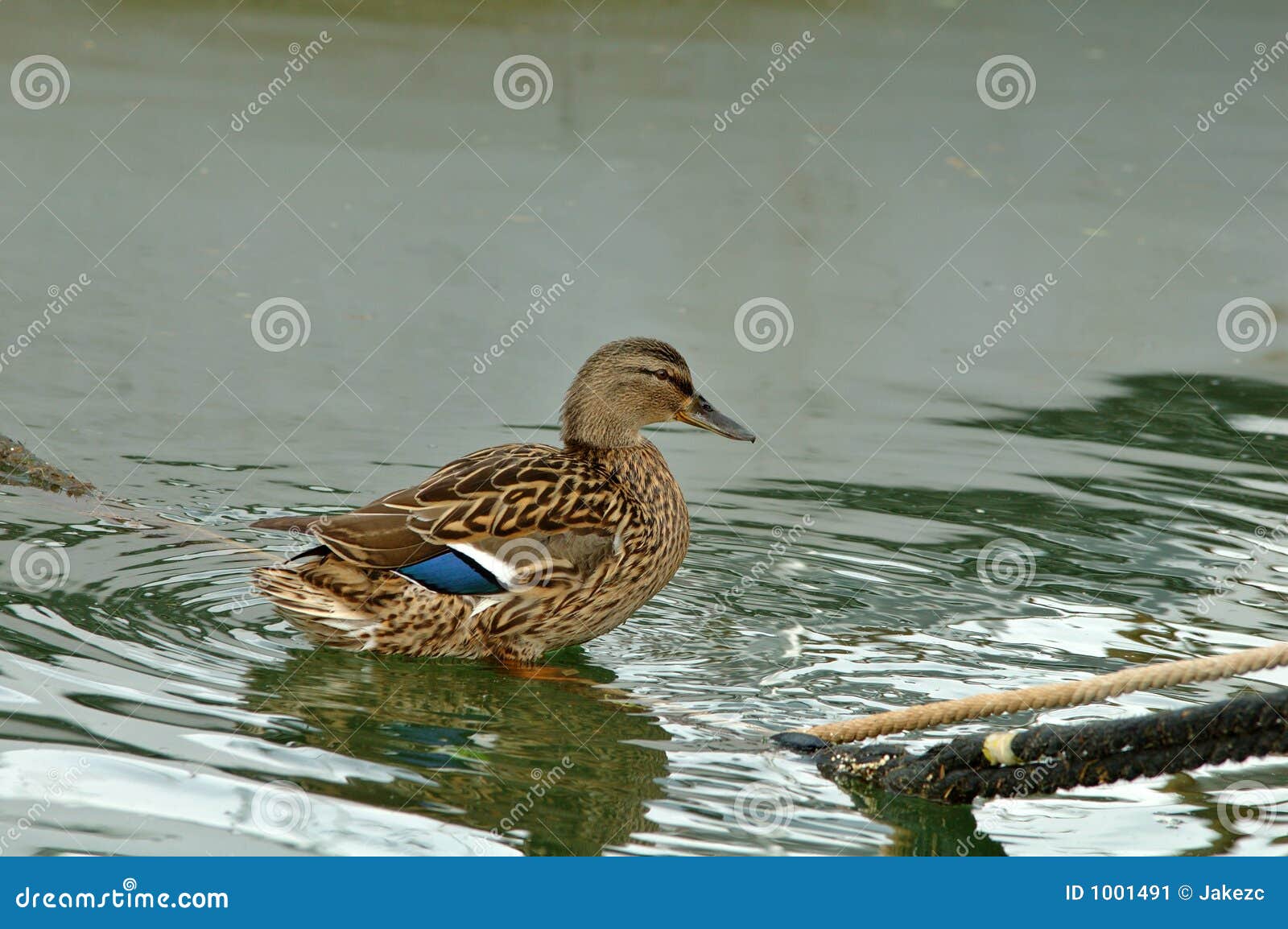 Duck on a rope stock image. Image of bill, country, chicken - 1001491