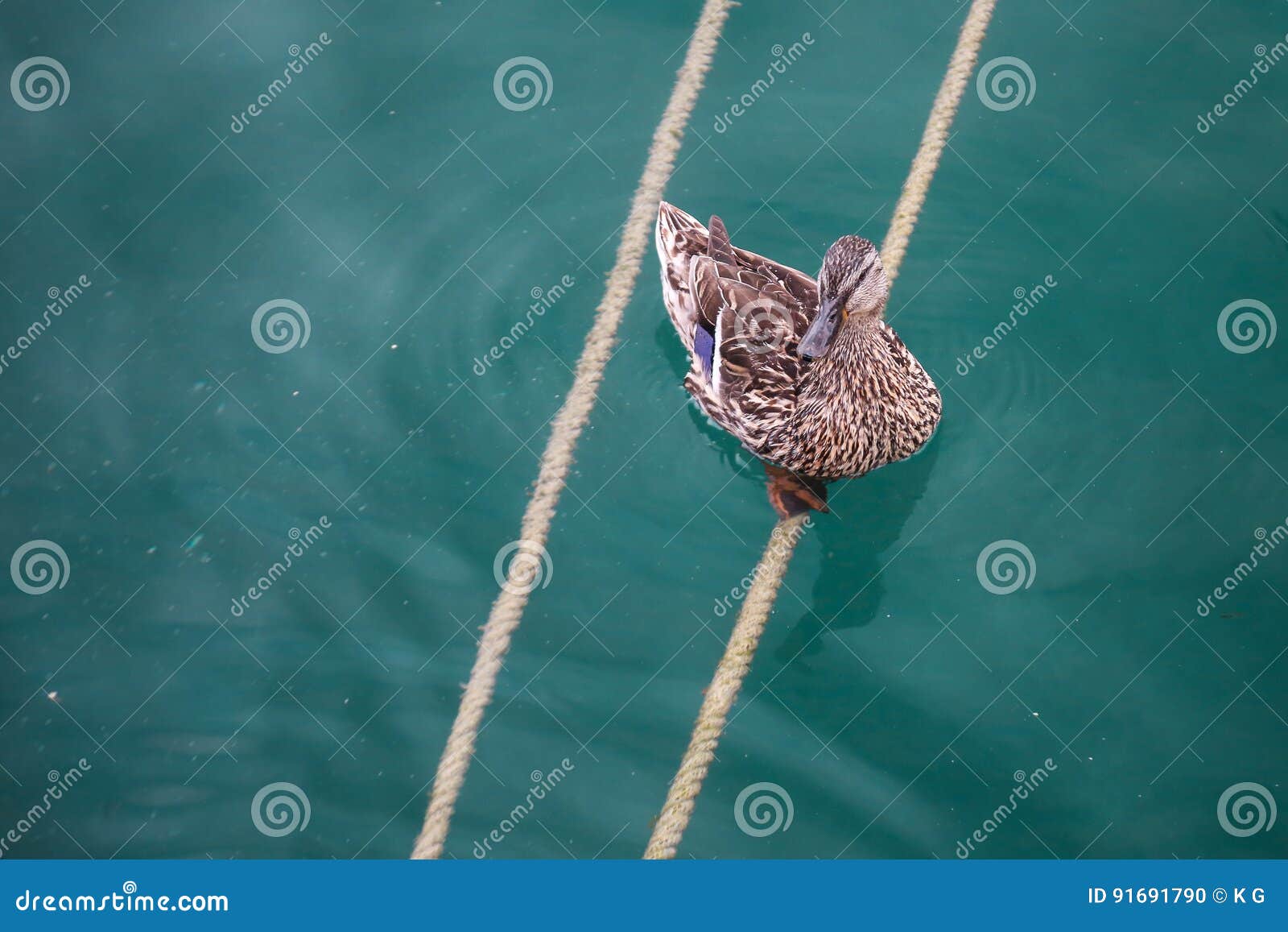 Duck On A Rope Stock Image | CartoonDealer.com #1001491