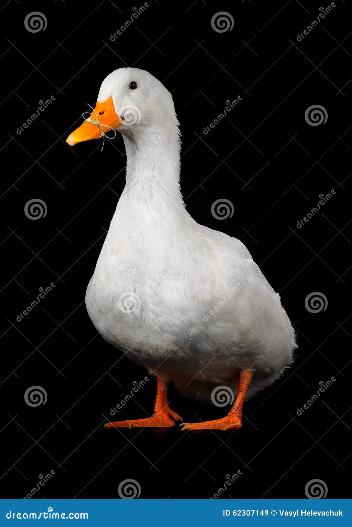 Duck On A Rope Stock Image | CartoonDealer.com #1001491