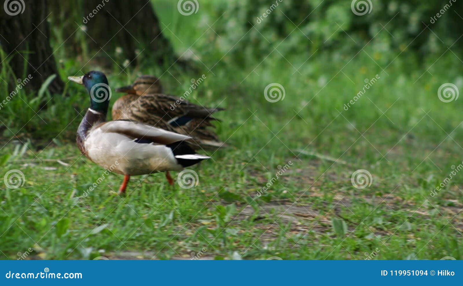 Duck running after another stock footage. Video of beach - 119951094