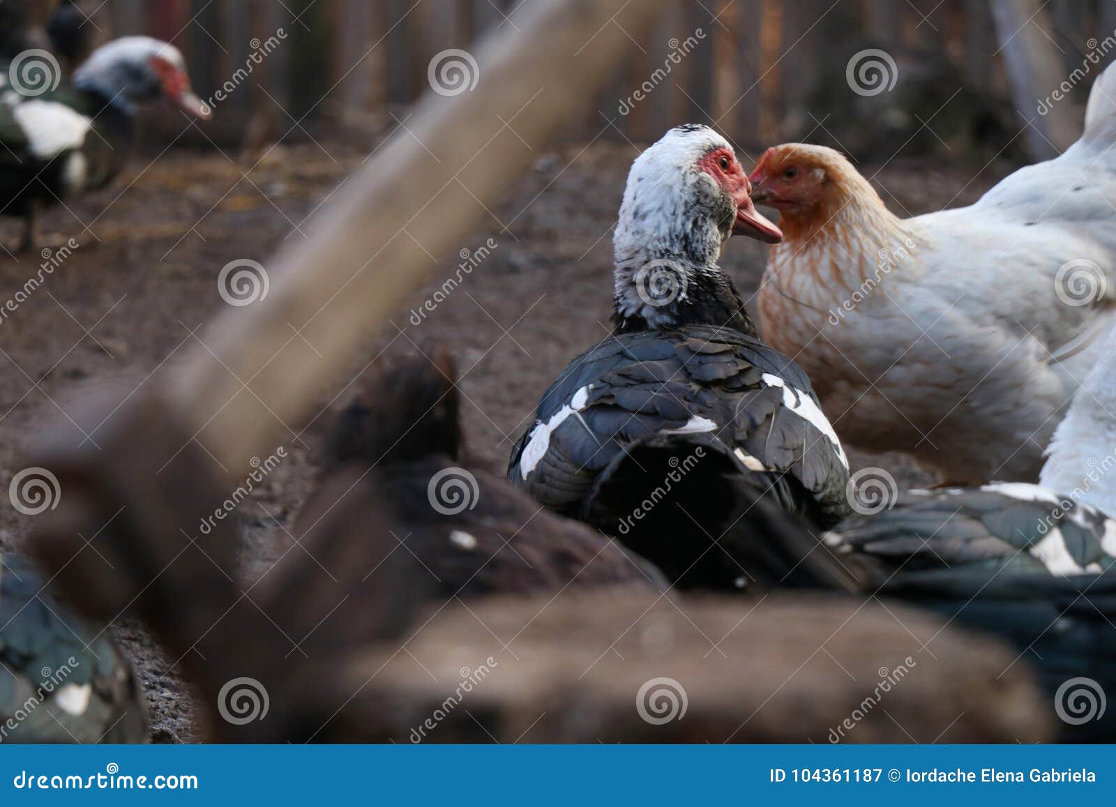 A Duck Running from the Axe Stock Image - Image of fresh, business ...
