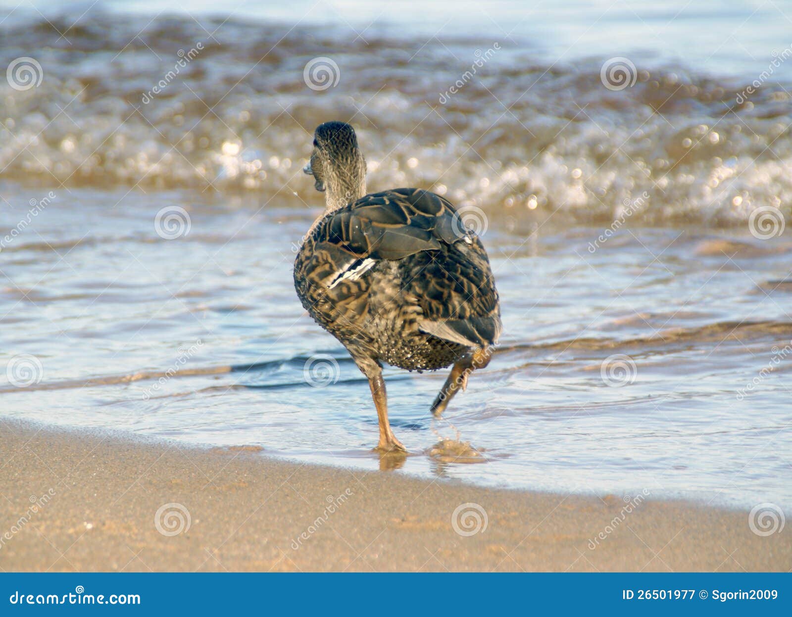 The duck running to water stock image. Image of wild - 26501977