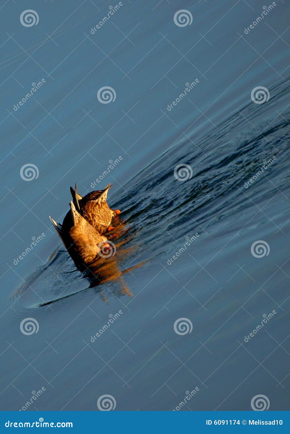 Duck s bottoms stock photo. Image of wing, animals, duck - 6091174