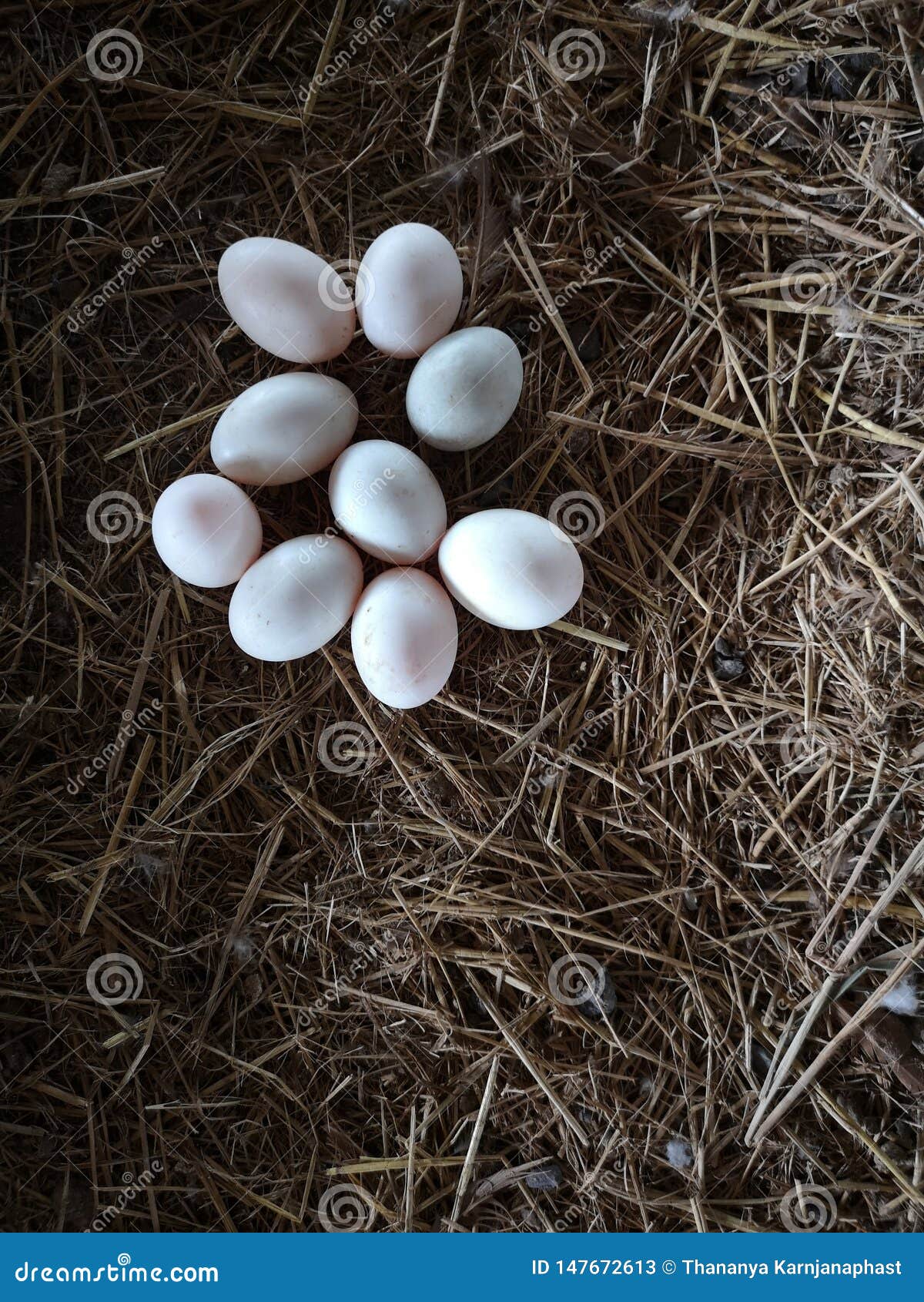 Duck`s eggs lay stock image. Image of bird, nutrition - 147672613