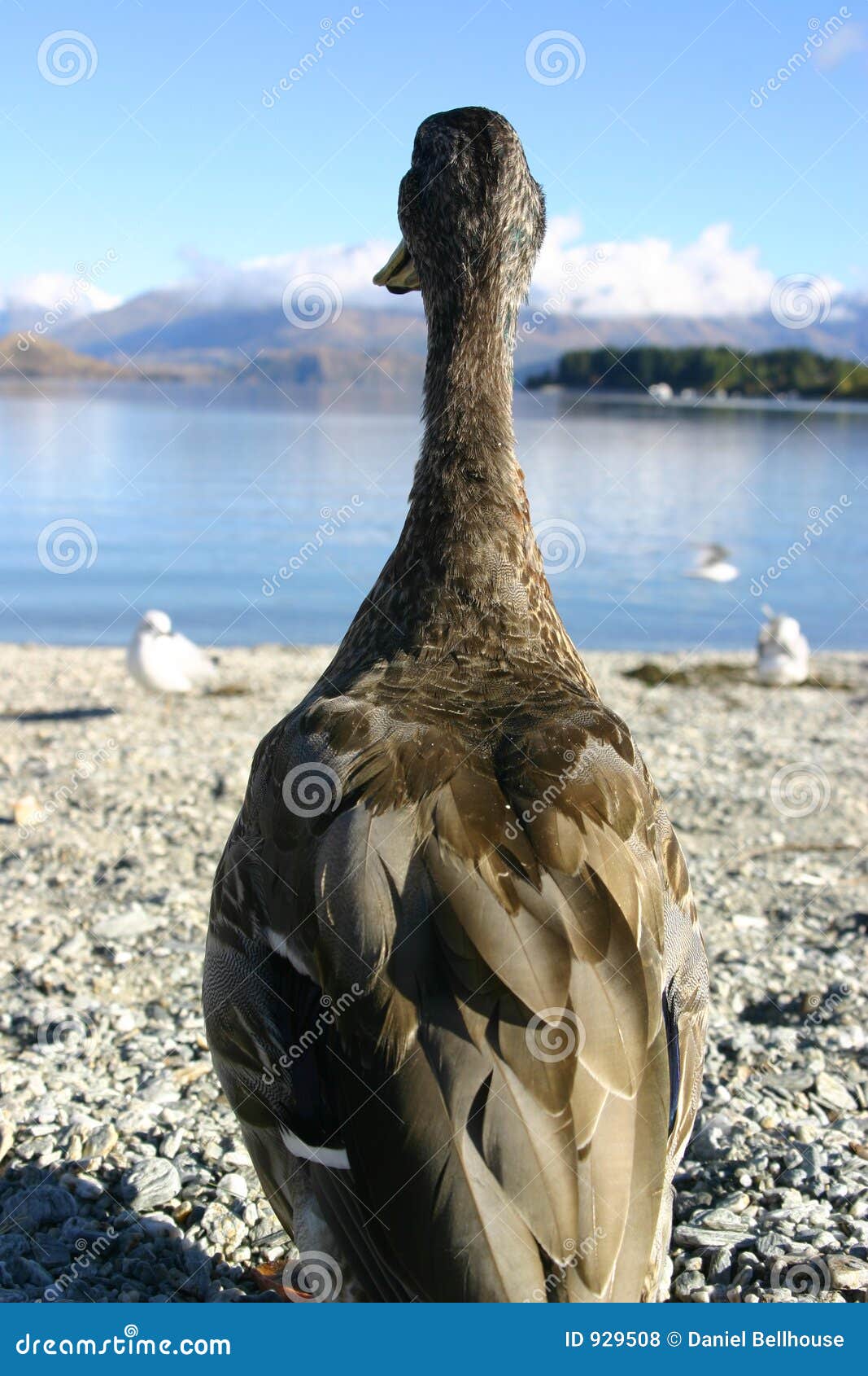 A duck s eye view stock photo. Image of swimmer, standing - 929508