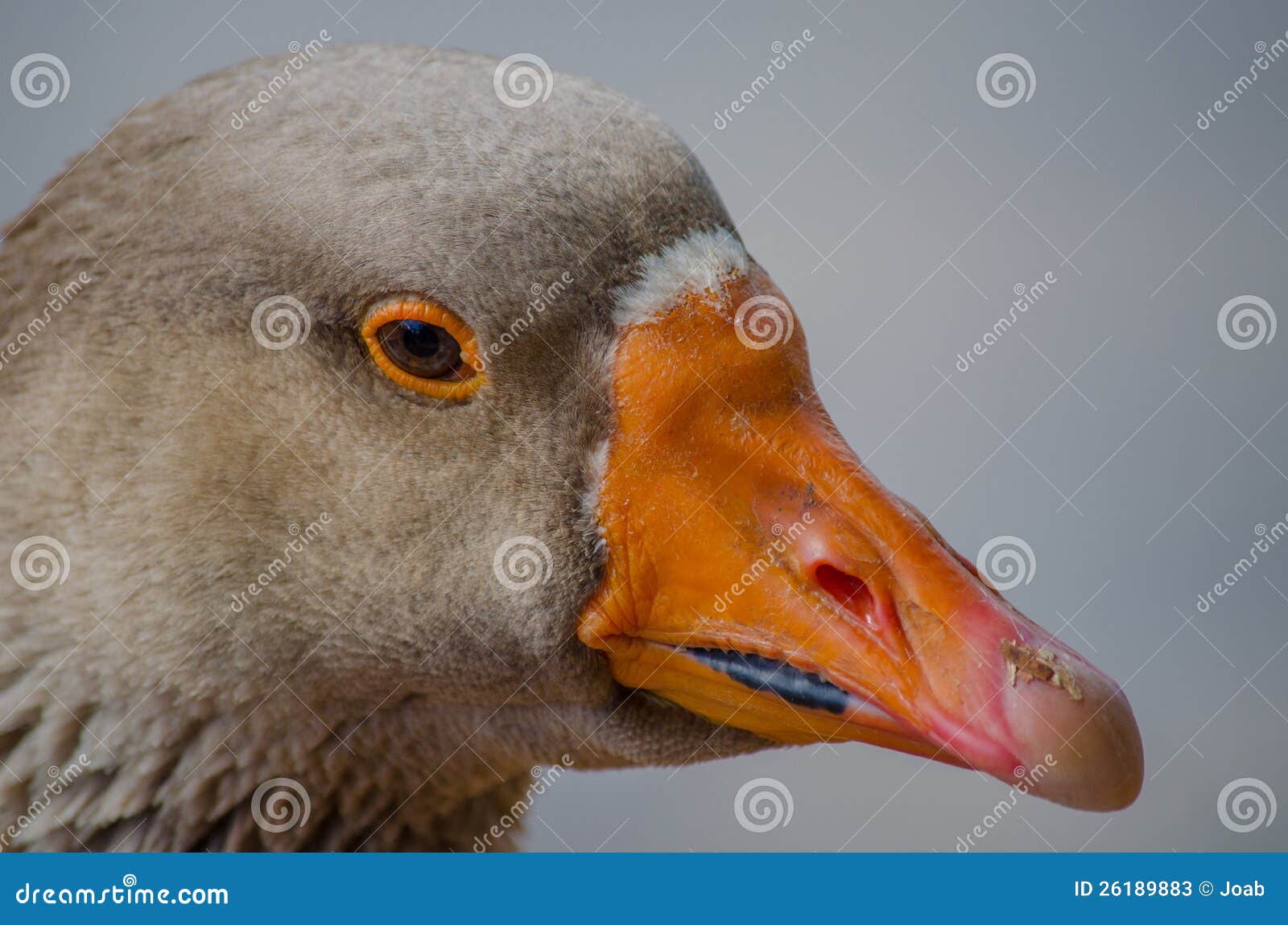 Duck s face stock image. Image of animal, closeup, nature - 26189883